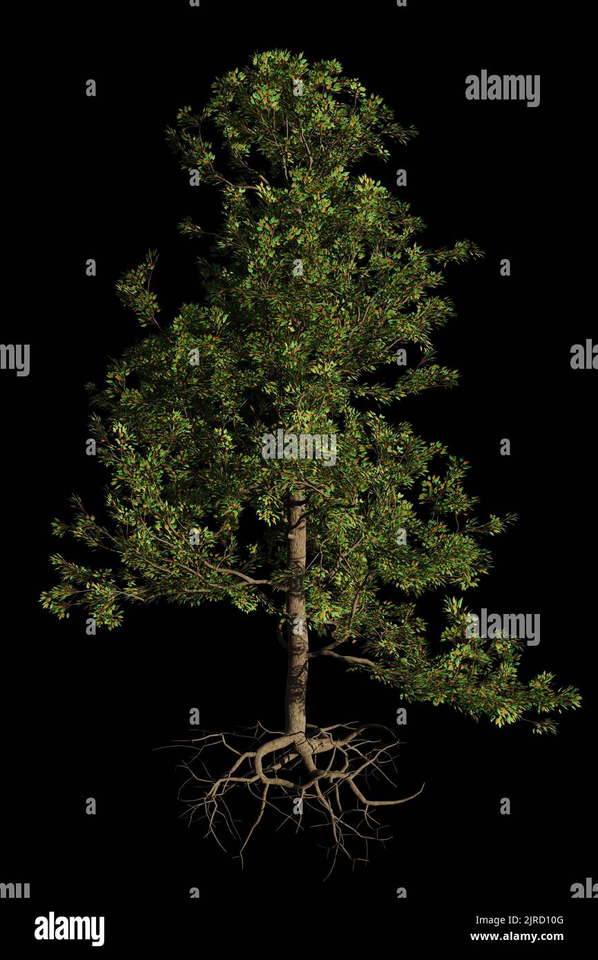 small tree with roots, isolated on black background Stock Photo - Alamy
