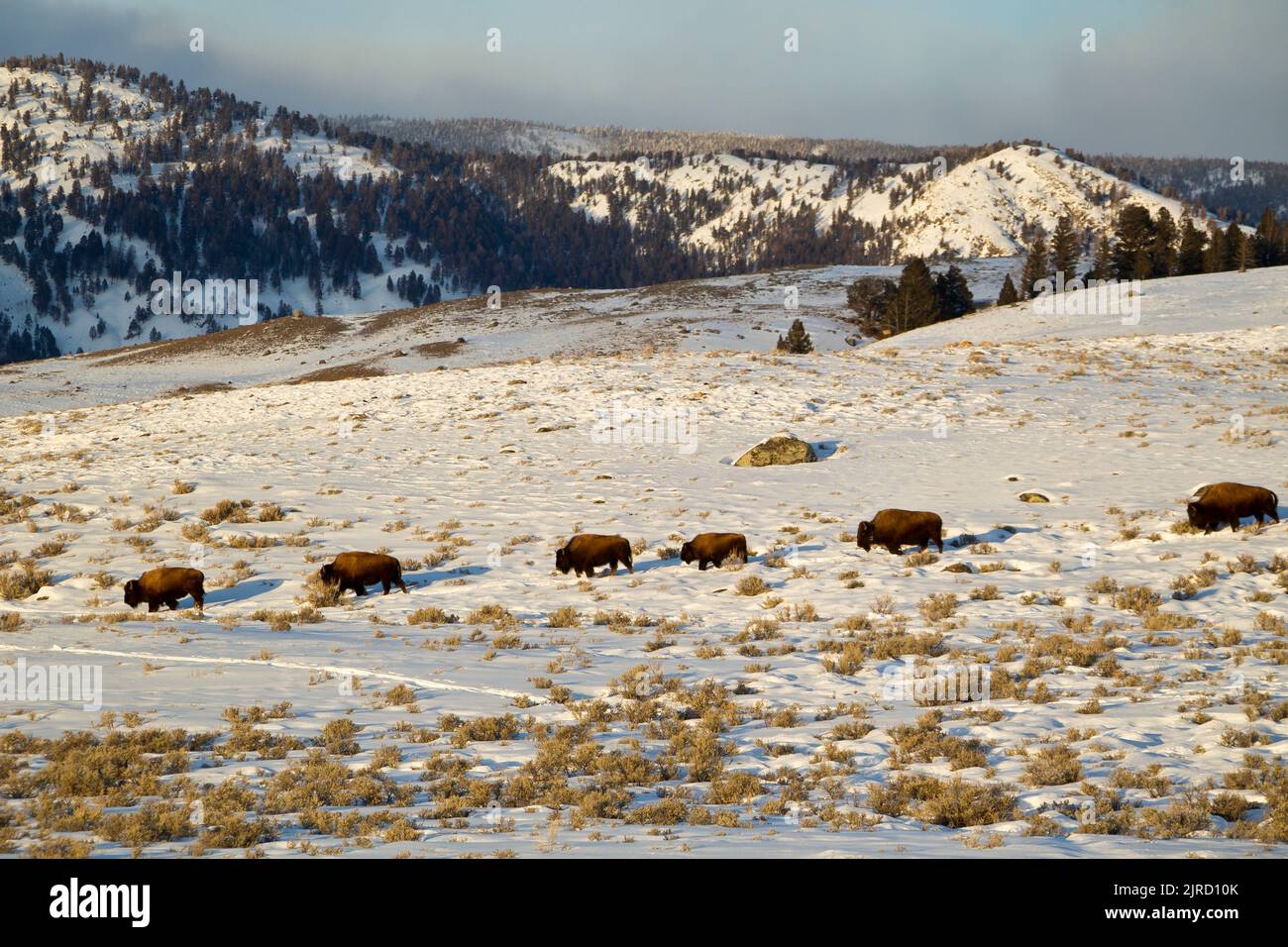 American Bison (Bison bison) in snowy meadow Stock Photo - Alamy