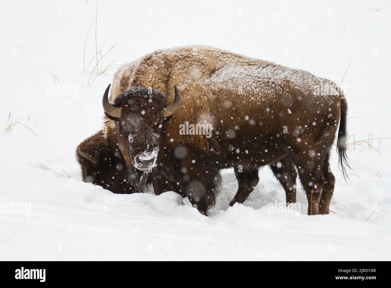 Side view bison american buffalo hi-res stock photography and images ...