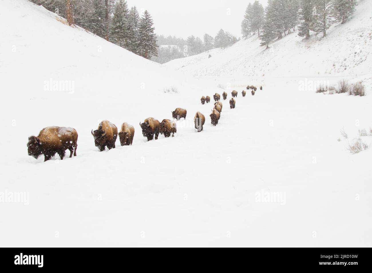 Bison bison herd walking hi-res stock photography and images - Alamy
