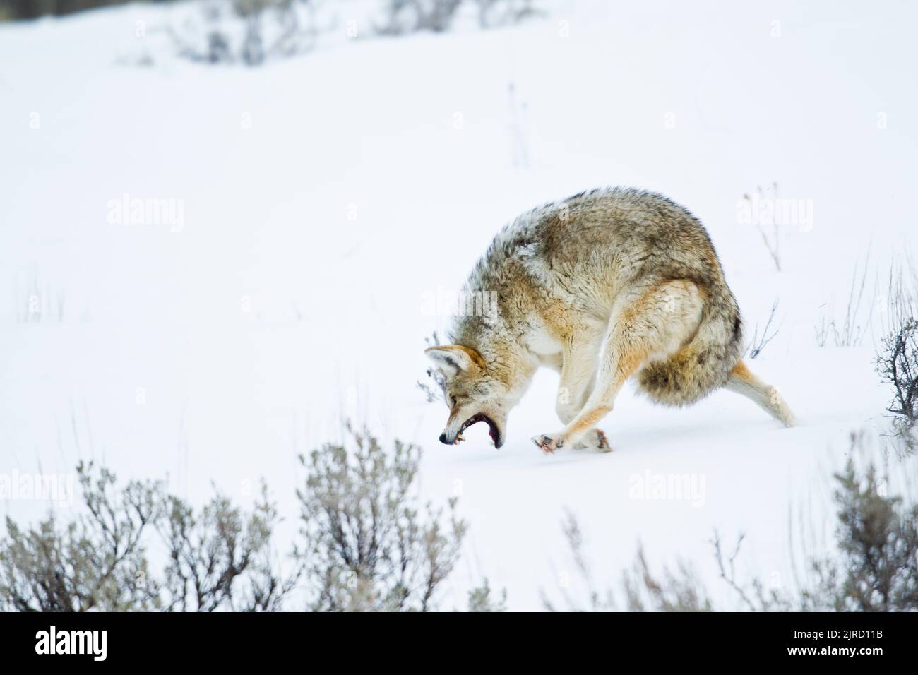 Coyote running hi-res stock photography and images - Alamy