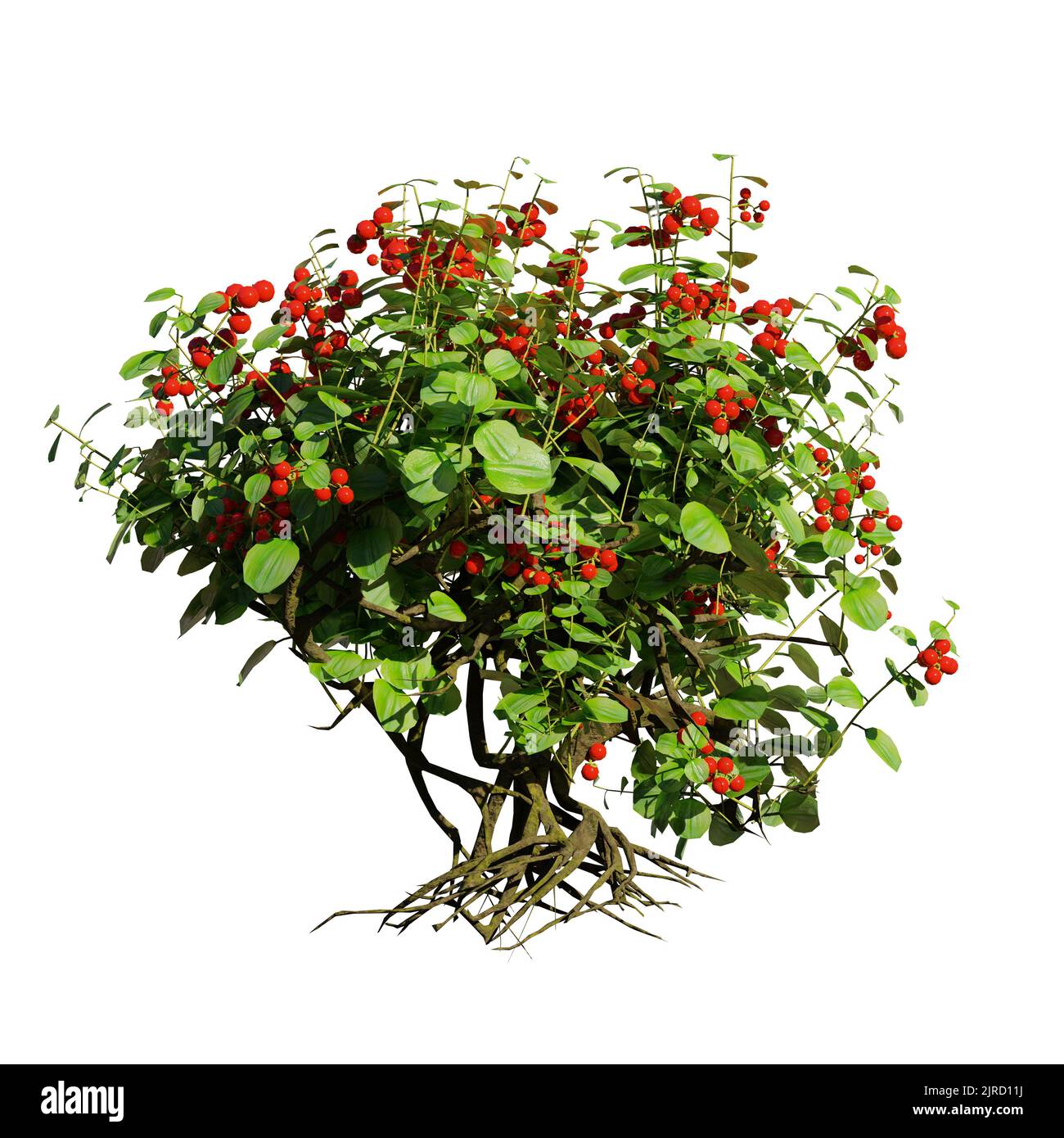berry bush with roots, isolated on white background Stock Photo - Alamy