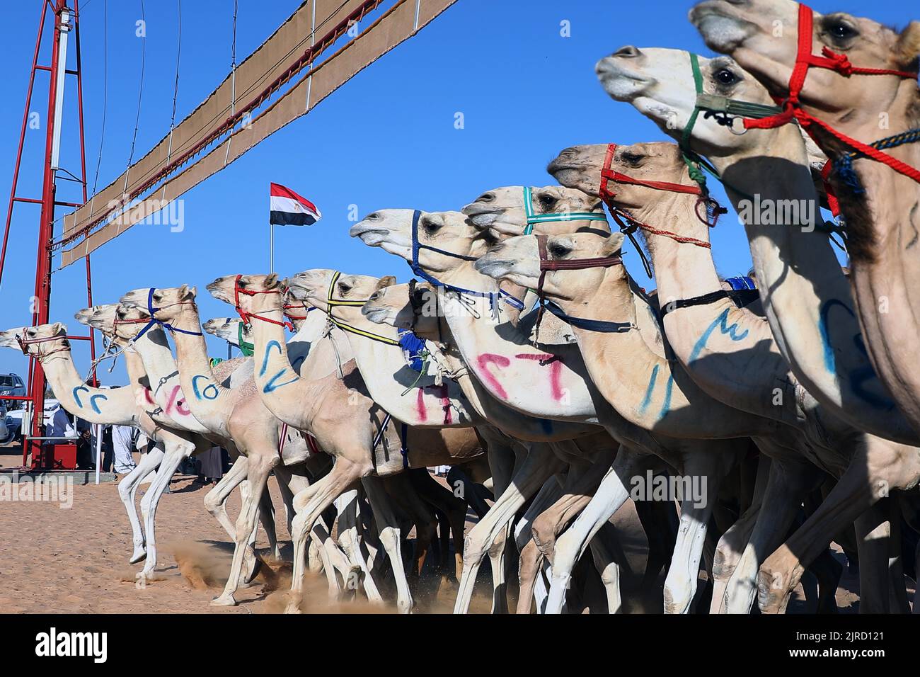 El Alamein City, Egypt. 23rd Aug, 2022. Camels compete with robot ...