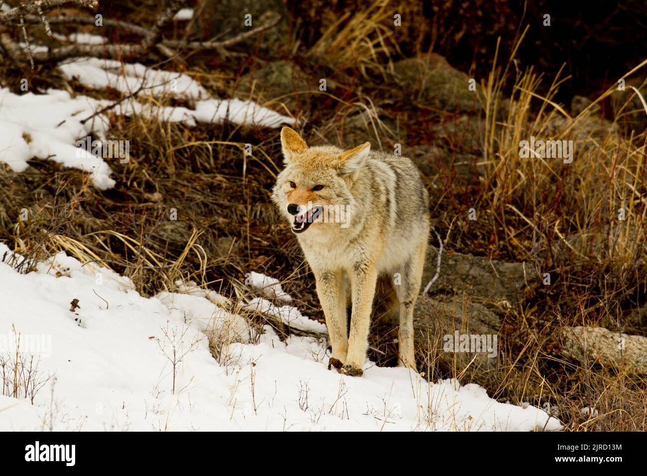 Coyote (Canis latrans) snarling Stock Photo - Alamy