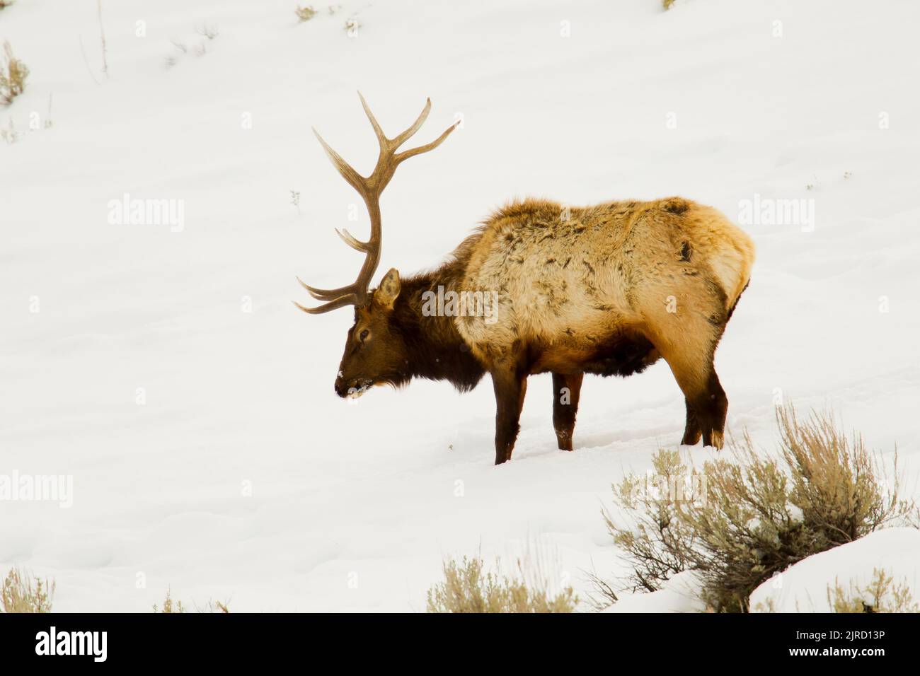 Elk cervus canadensis one hi-res stock photography and images - Alamy