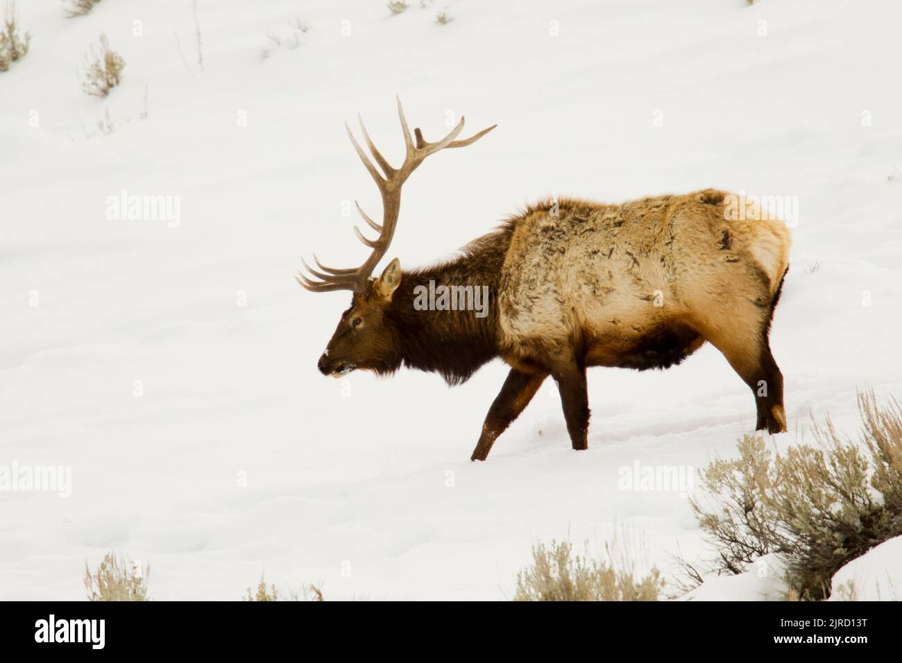 Elk cervus canadensis one hi-res stock photography and images - Alamy