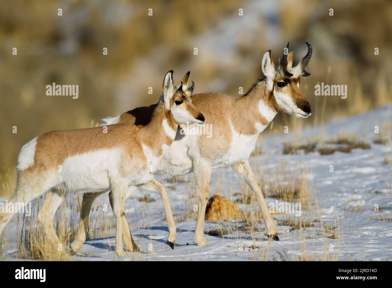 Adult and juvenile male pronghorn antelope (Antilocapra americana Stock ...