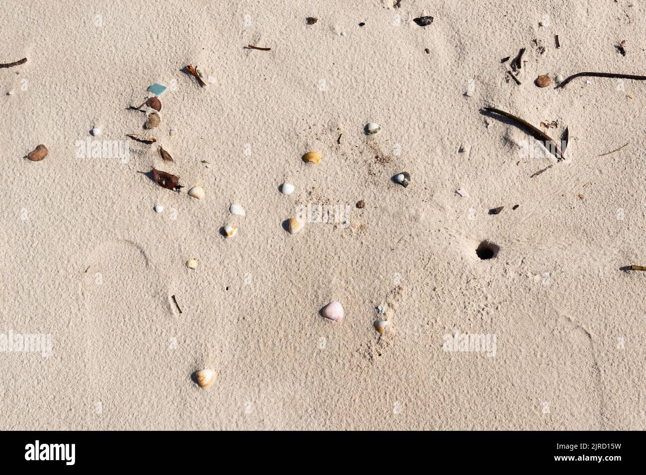 Beach sand filled frame with rocks and twigs. Guaibim beach in the city ...