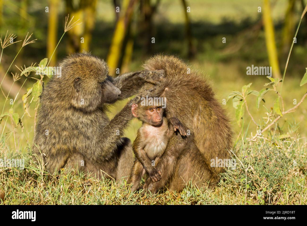 Olive Baboons (Papio anubis) with babies, grooming Stock Photo - Alamy