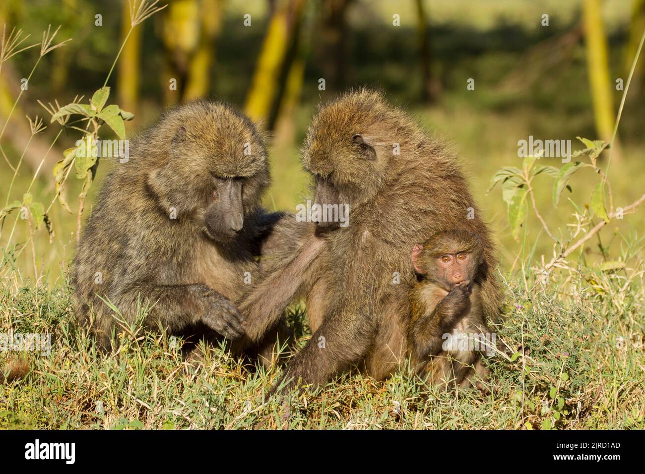 Olive Baboons (Papio anubis) with babies, grooming Stock Photo - Alamy