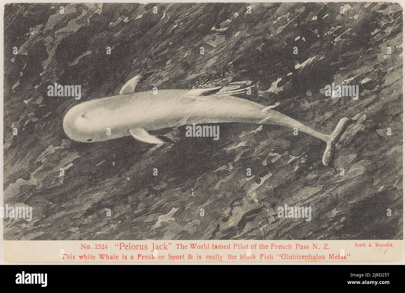 Jack muir hi-res stock photography and images - Alamy