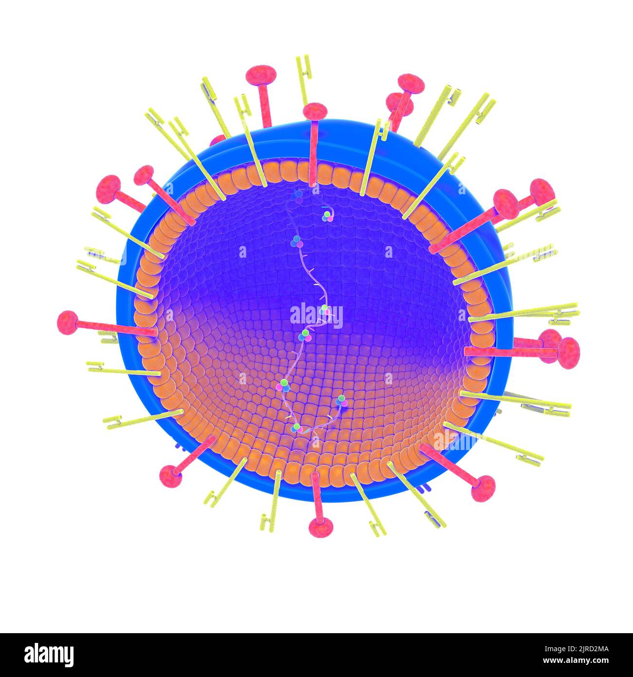Henipavirus structure, illustration Stock Photo - Alamy