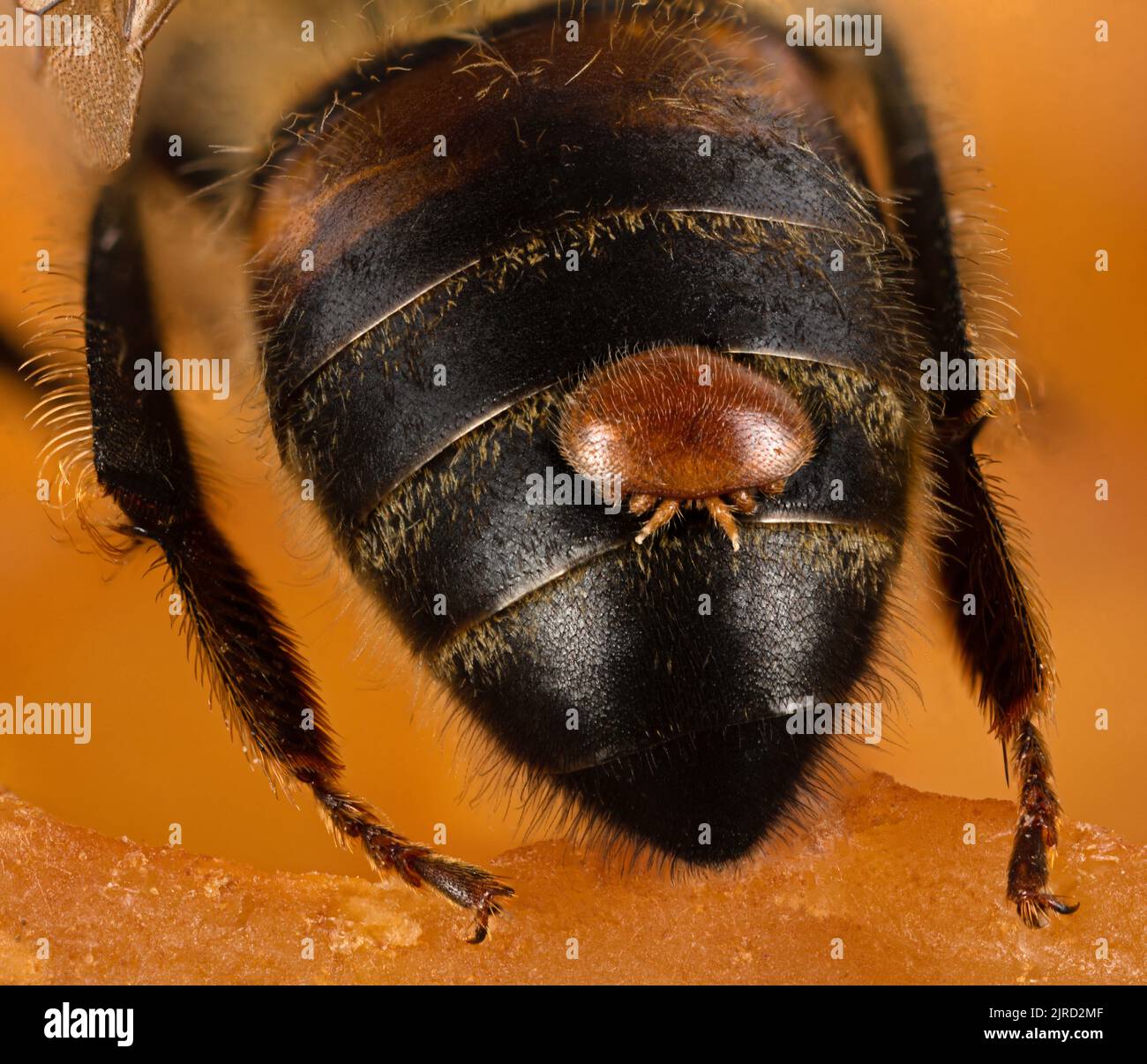 Varroa mite on honey bee Stock Photo - Alamy