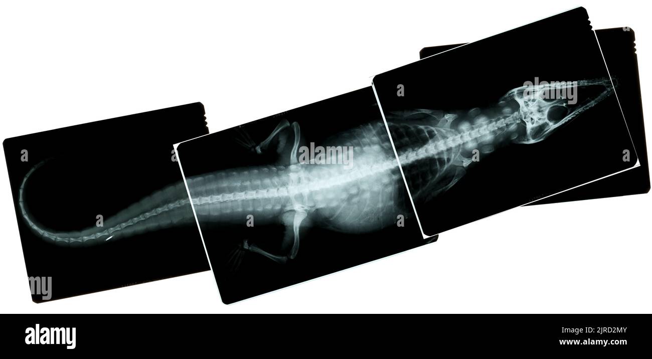 Nile crocodile, X-rays Stock Photo - Alamy