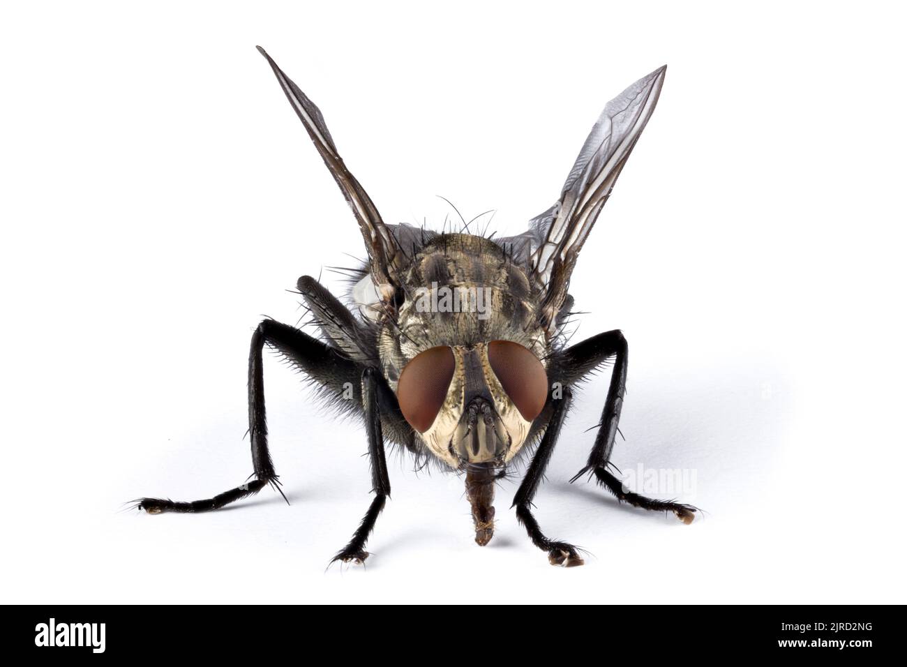 Common flesh fly Stock Photo - Alamy