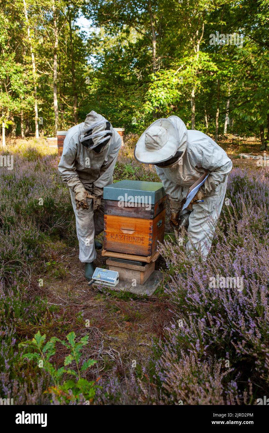 Honey bee hive inspection Stock Photo - Alamy