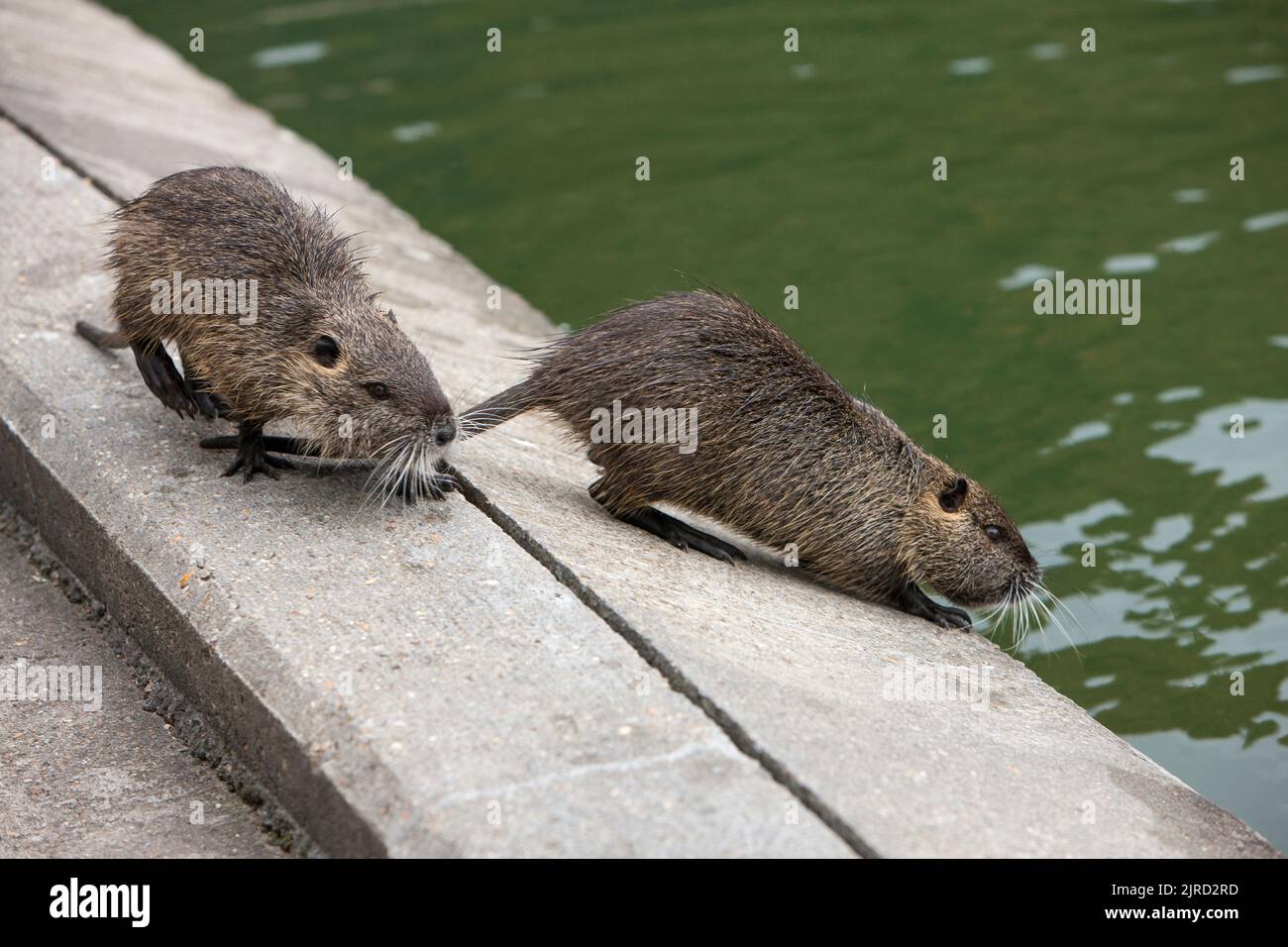 Coypu pair, Paris, France Stock Photo - Alamy