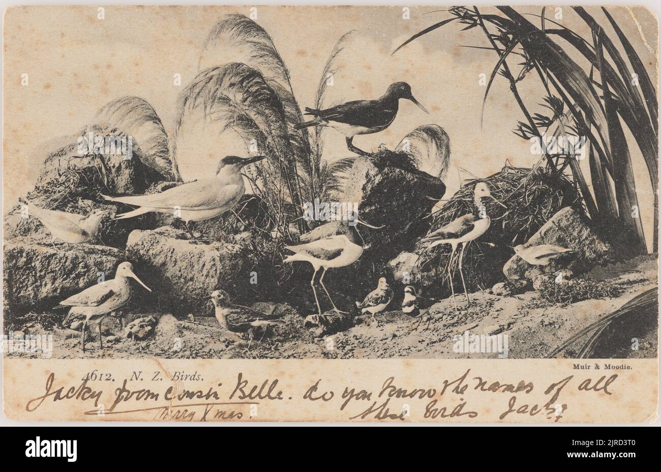 New Zealand Birds, 1900-1903, Dunedin, by Muir & Moodie Stock Photo - Alamy