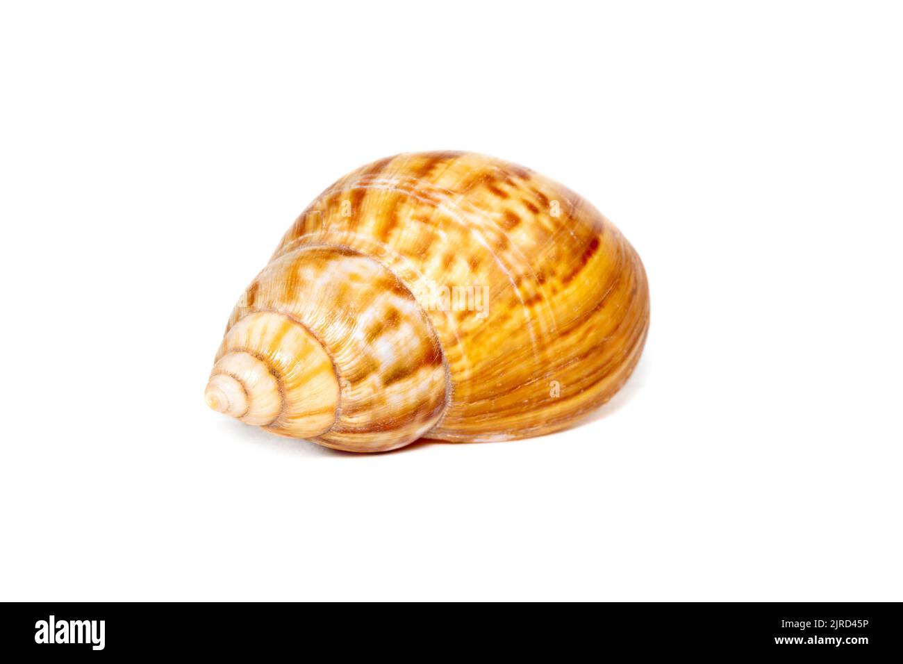 Image of brown pattern conch shell on a white background. Undersea ...
