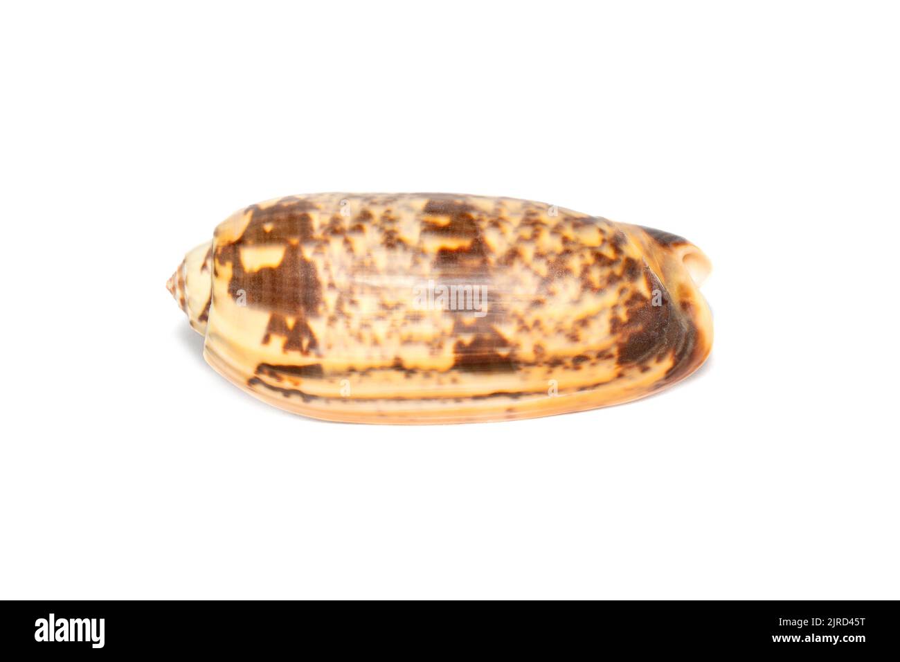 Image of cone snail shells or Cone shell on a white background. Undersea Animals. Sea shells ...