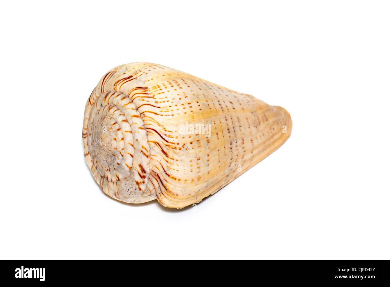 Image of cone shells on a white background. Sea shells. Undersea Animals Stock Photo - Alamy
