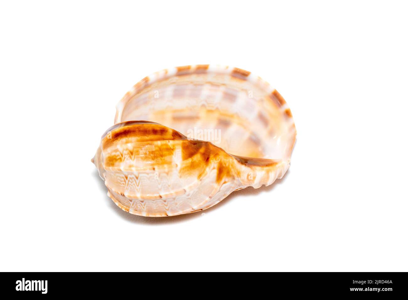 Image of harpaconoidalis conch seashell on a white background. Sea ...
