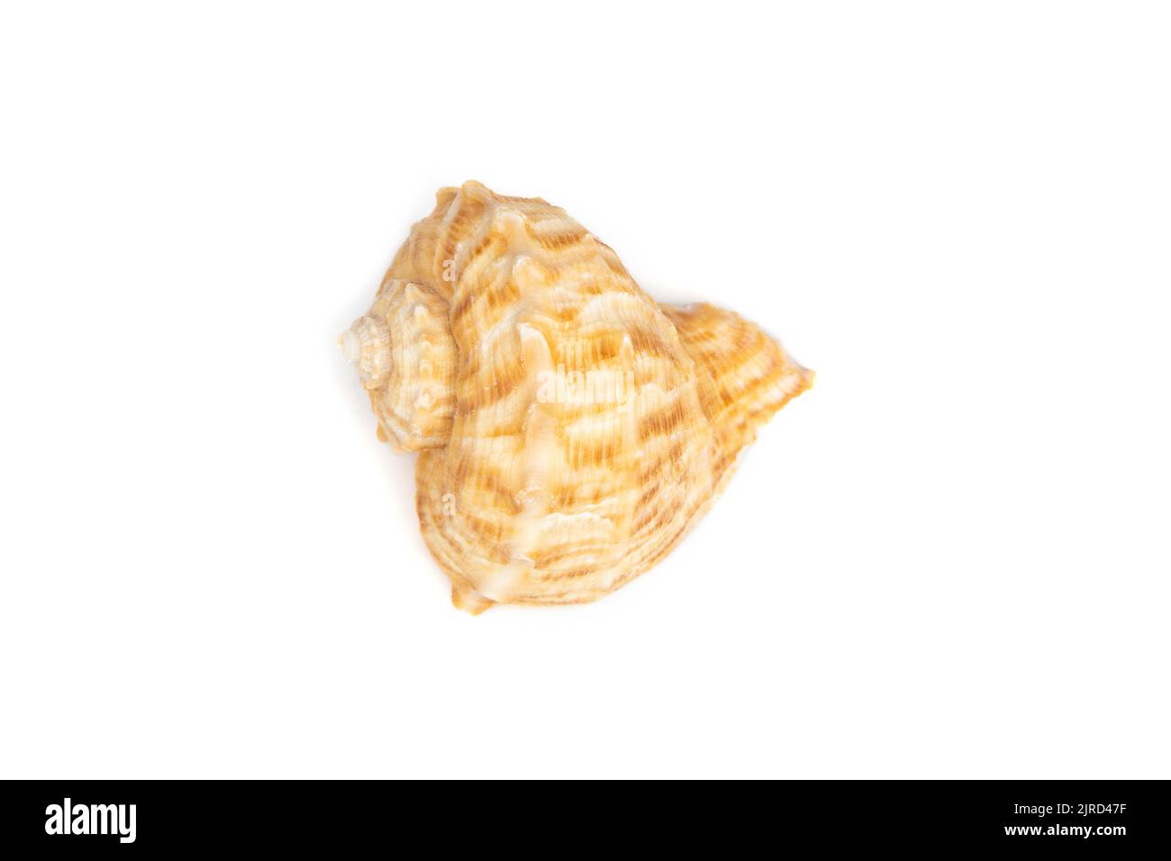 Image of seashell rapana rapiformis on a white background. Undersea ...