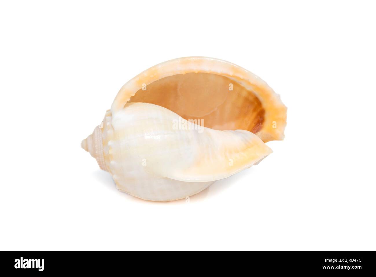 Golden ratio animalia hi-res stock photography and images - Alamy