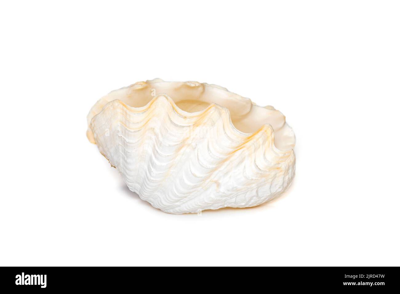 Image of seashells clam pearled on a white background. Undersea Animals ...