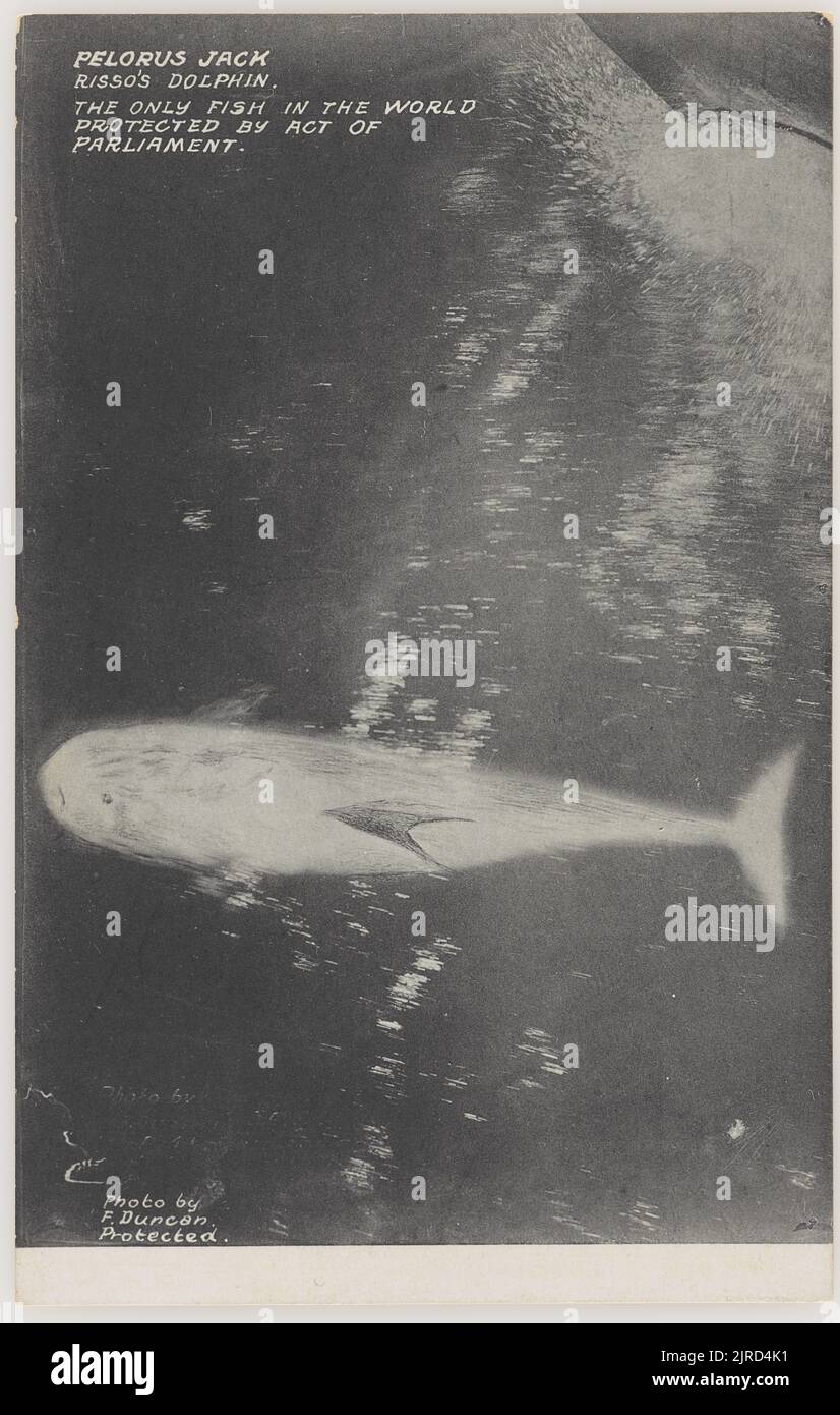 Pelorus jack hi-res stock photography and images - Alamy