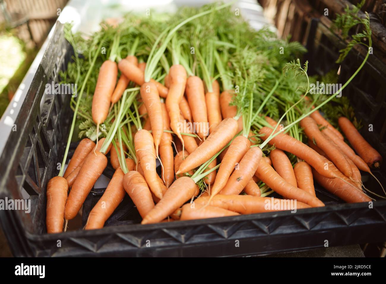 Agriculture, closeup and carrot farming for healthy grocery market ...