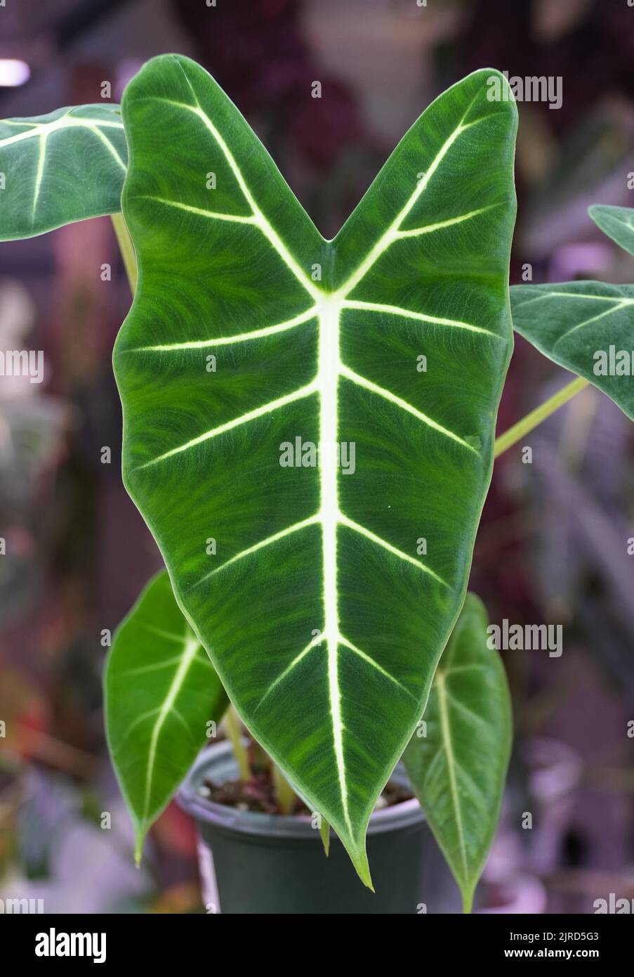 Beautiful dark green and velvety leaves of Alocasia Frydek, a rare ...