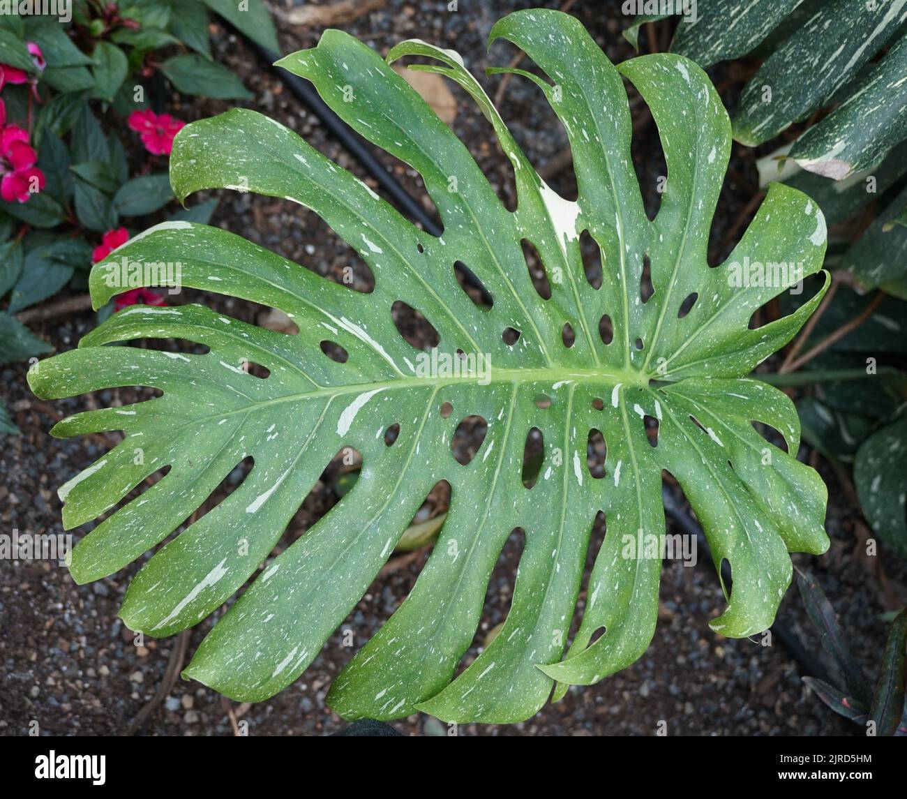 Variegated monstera thai hi-res stock photography and images - Alamy