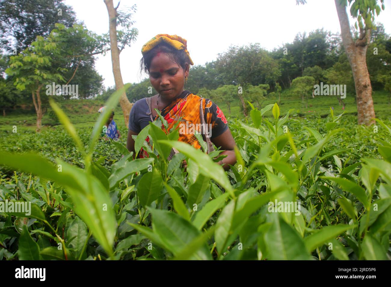 August 22, 2022, Sylhet, Bangladesh: Workers of tea, mostly women ...
