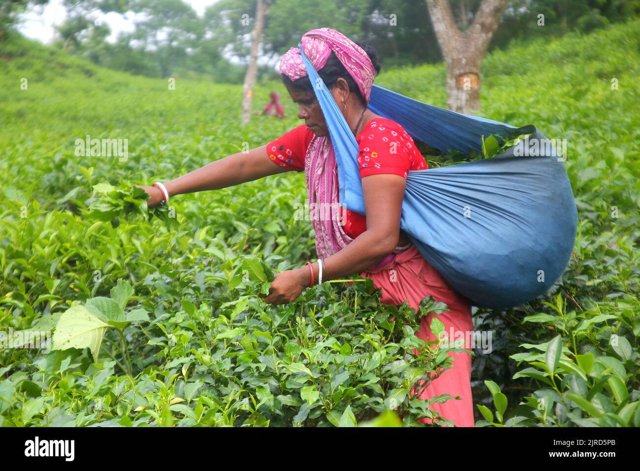 August 22, 2022, Sylhet, Bangladesh: Workers of tea, mostly women during tea leaf harvest at ...