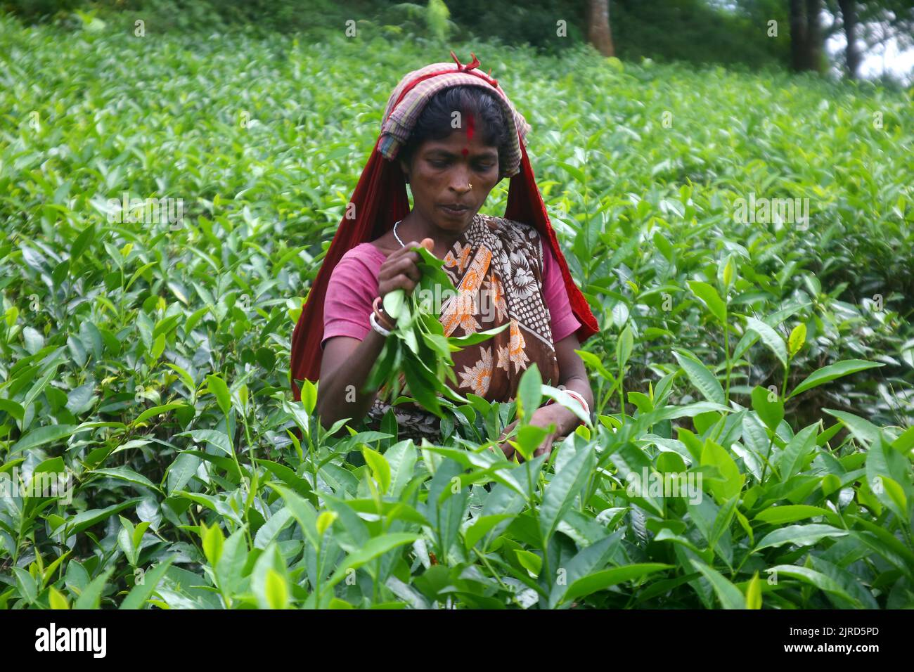 August 22, 2022, Sylhet, Bangladesh: Workers of tea, mostly women during tea leaf harvest at ...
