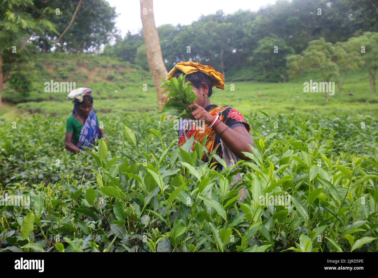 August 22, 2022, Sylhet, Bangladesh: Workers of tea, mostly women ...