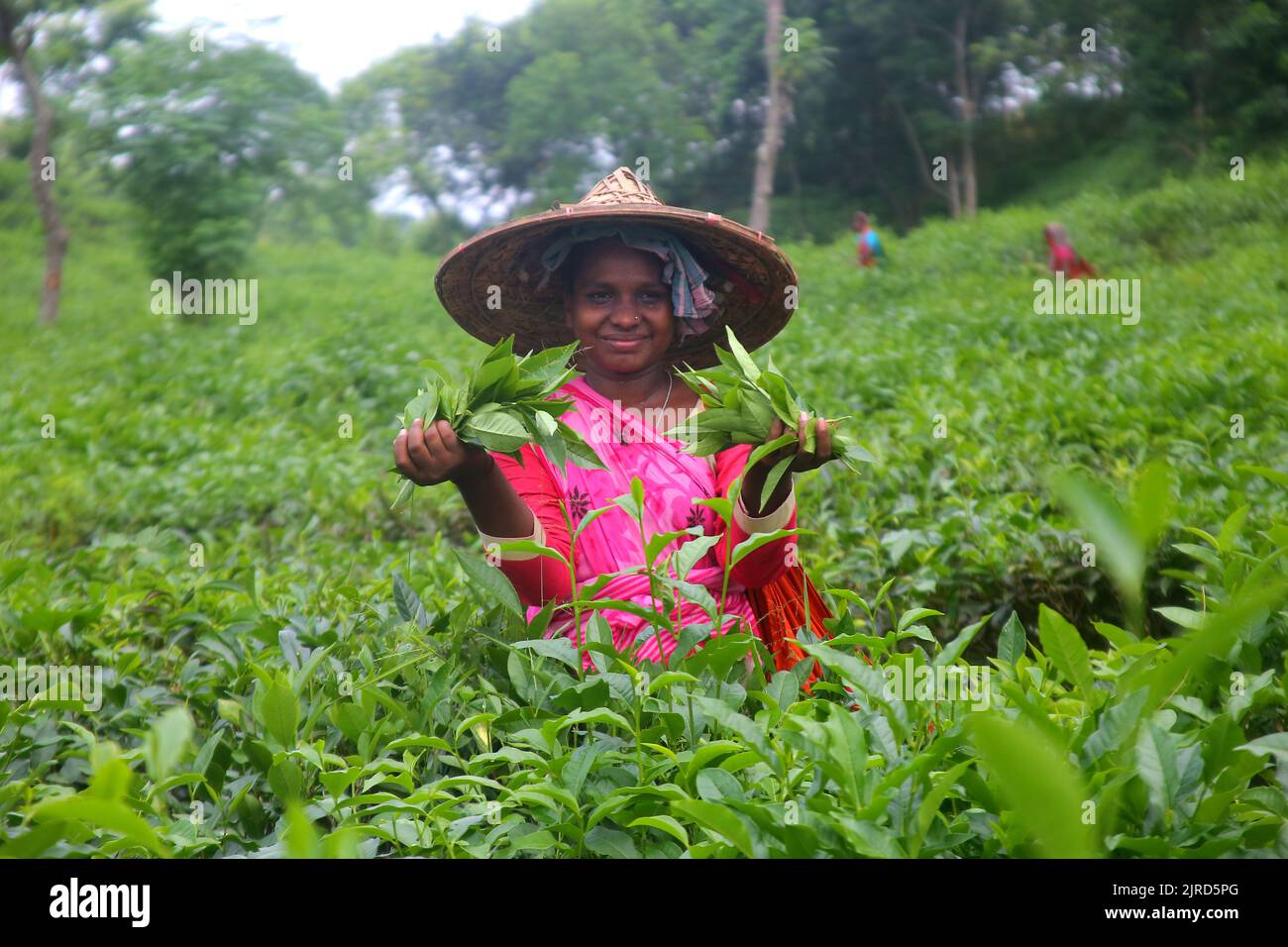 August 22, 2022, Sylhet, Bangladesh: Workers of tea, mostly women ...