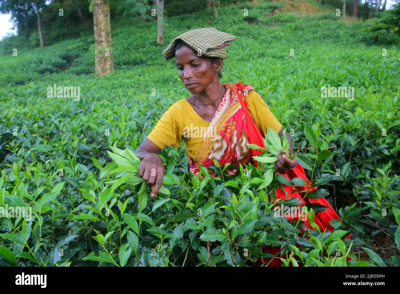 August 22, 2022, Sylhet, Bangladesh: Workers of tea, mostly women ...