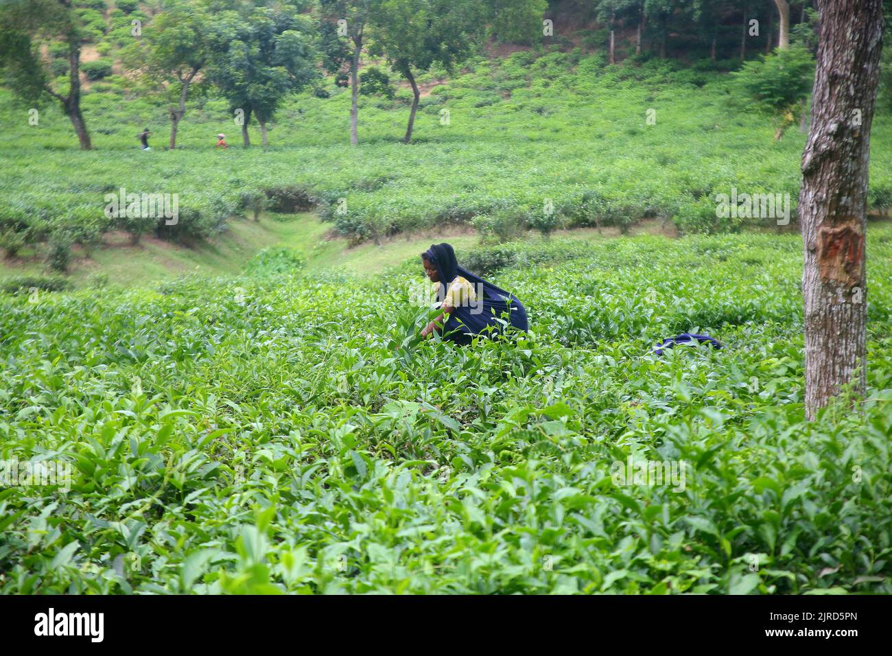 August 22, 2022, Sylhet, Bangladesh: Workers of tea, mostly women during tea leaf harvest at ...