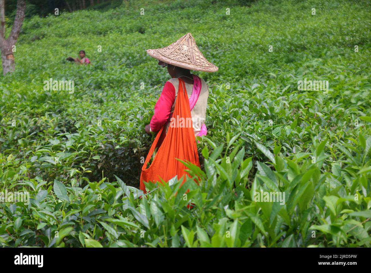 August 22, 2022, Sylhet, Bangladesh: Workers of tea, mostly women during tea leaf harvest at ...