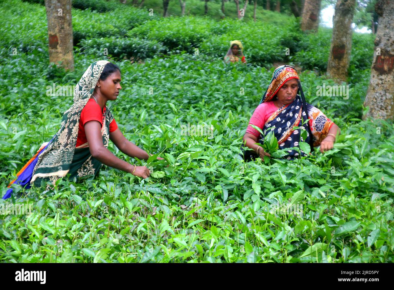 August 22, 2022, Sylhet, Bangladesh: Workers of tea, mostly women ...