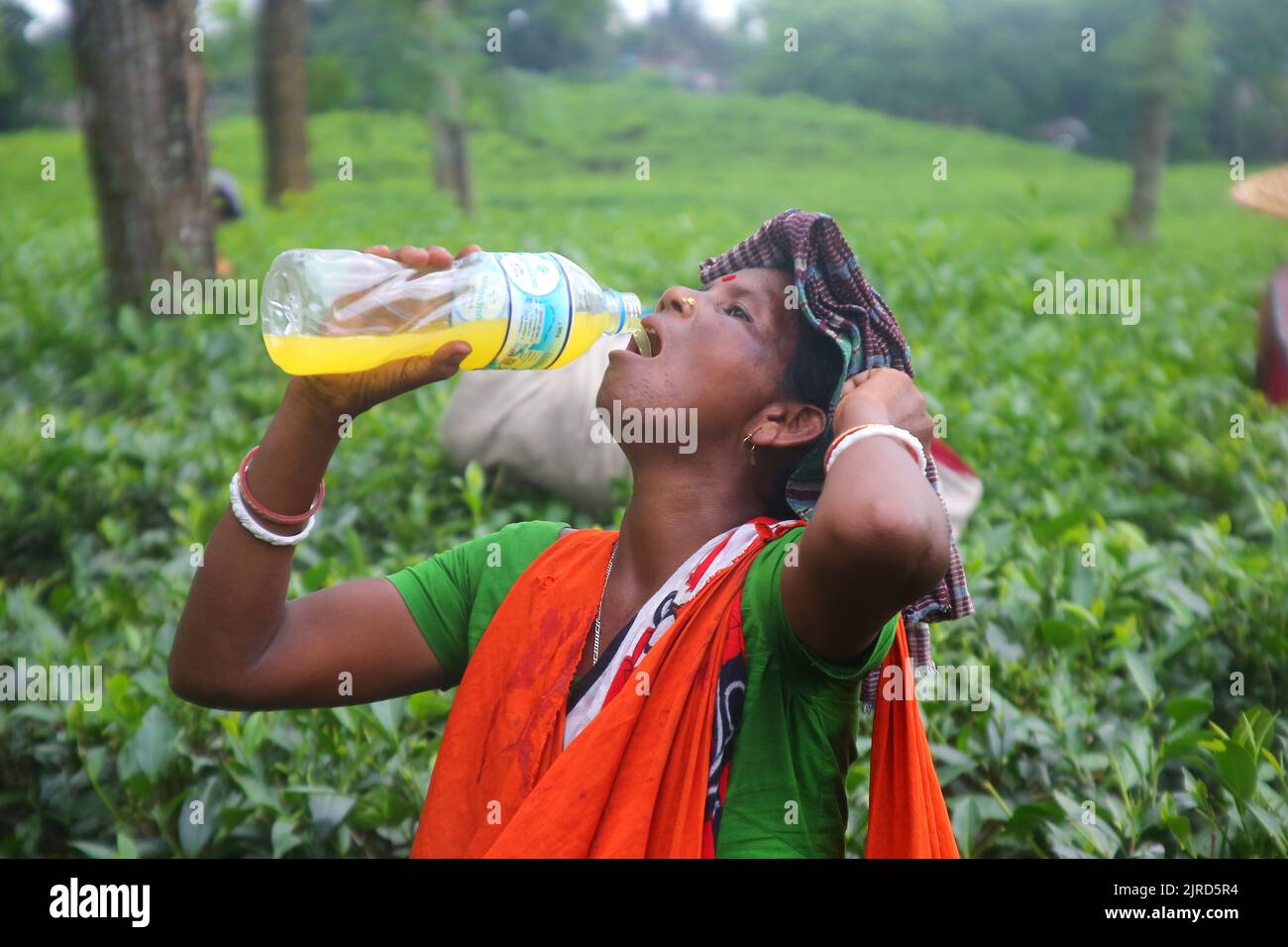 August 22, 2022, Sylhet, Bangladesh: Workers of tea, mostly women during tea leaf harvest at ...
