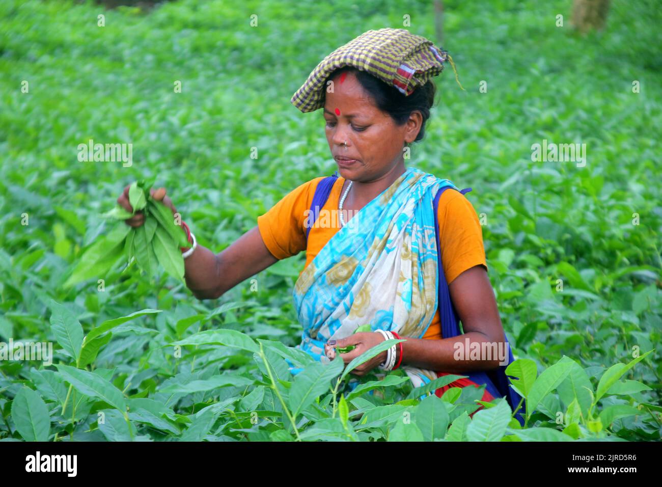 August 22, 2022, Sylhet, Bangladesh: Workers of tea, mostly women ...