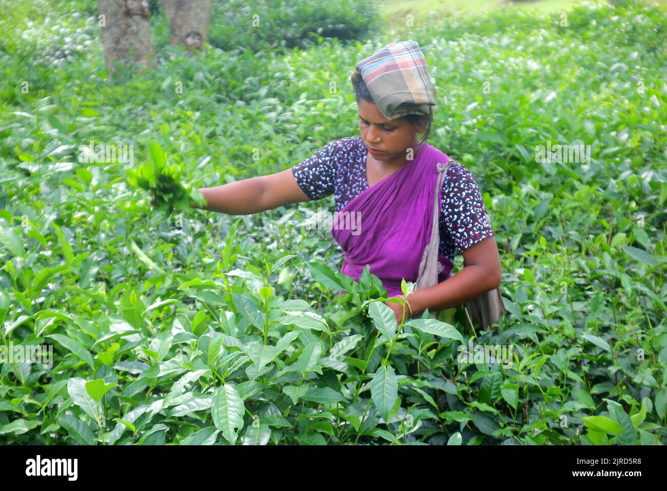 August 22, 2022, Sylhet, Bangladesh: Workers of tea, mostly women during tea leaf harvest at ...