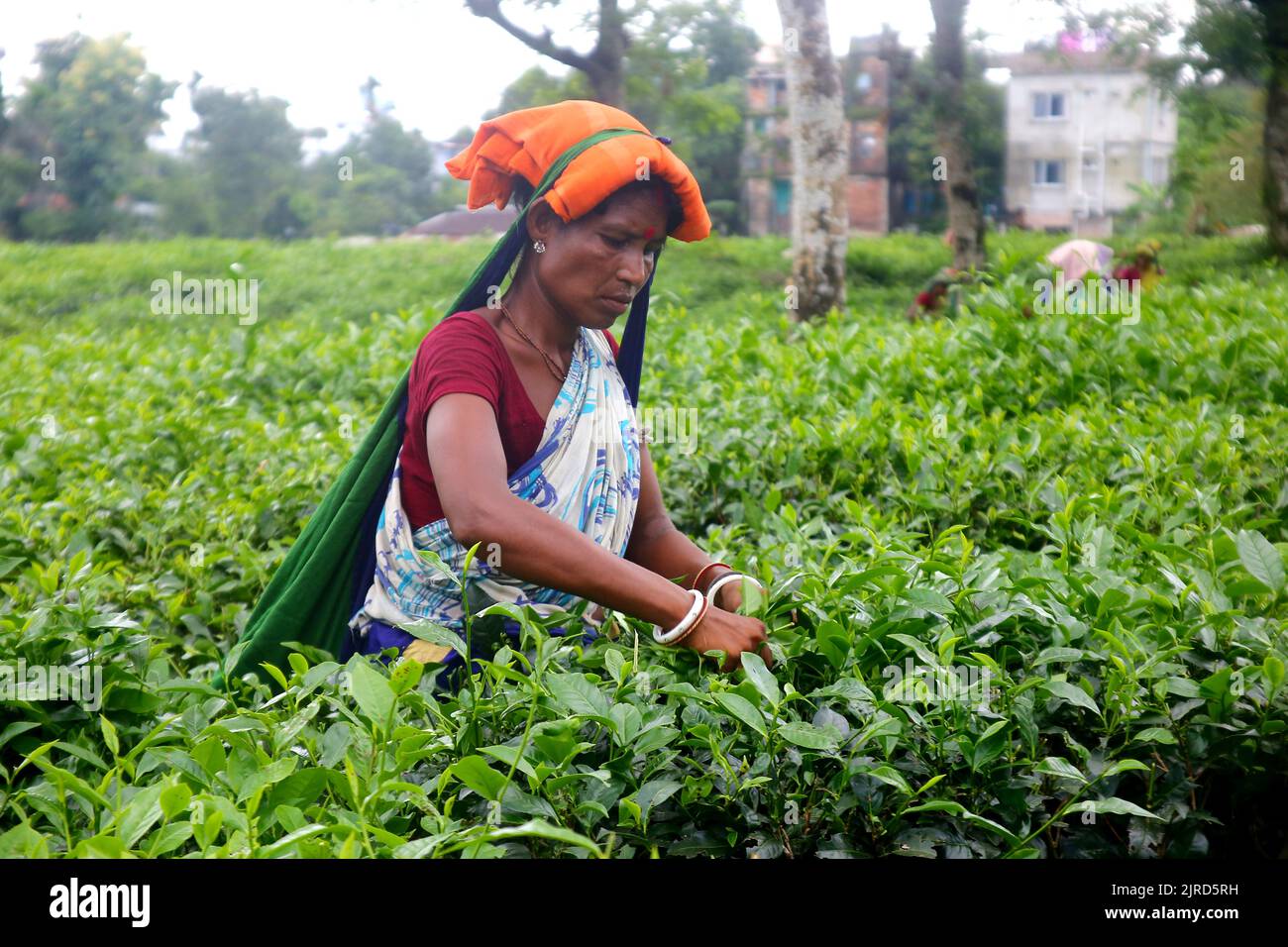 Lakkatura hi-res stock photography and images - Alamy