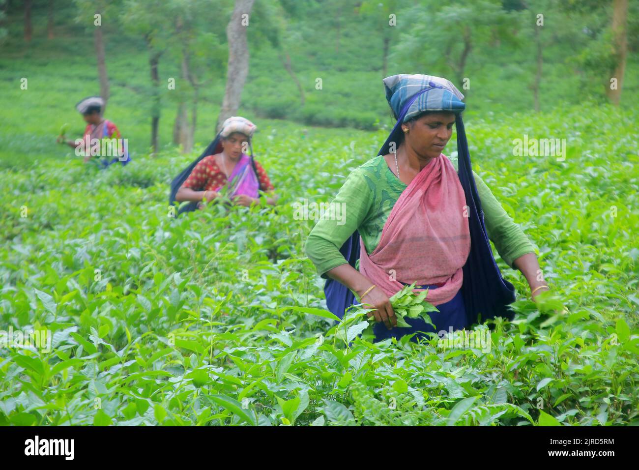 August 22, 2022, Sylhet, Bangladesh: Workers of tea, mostly women ...