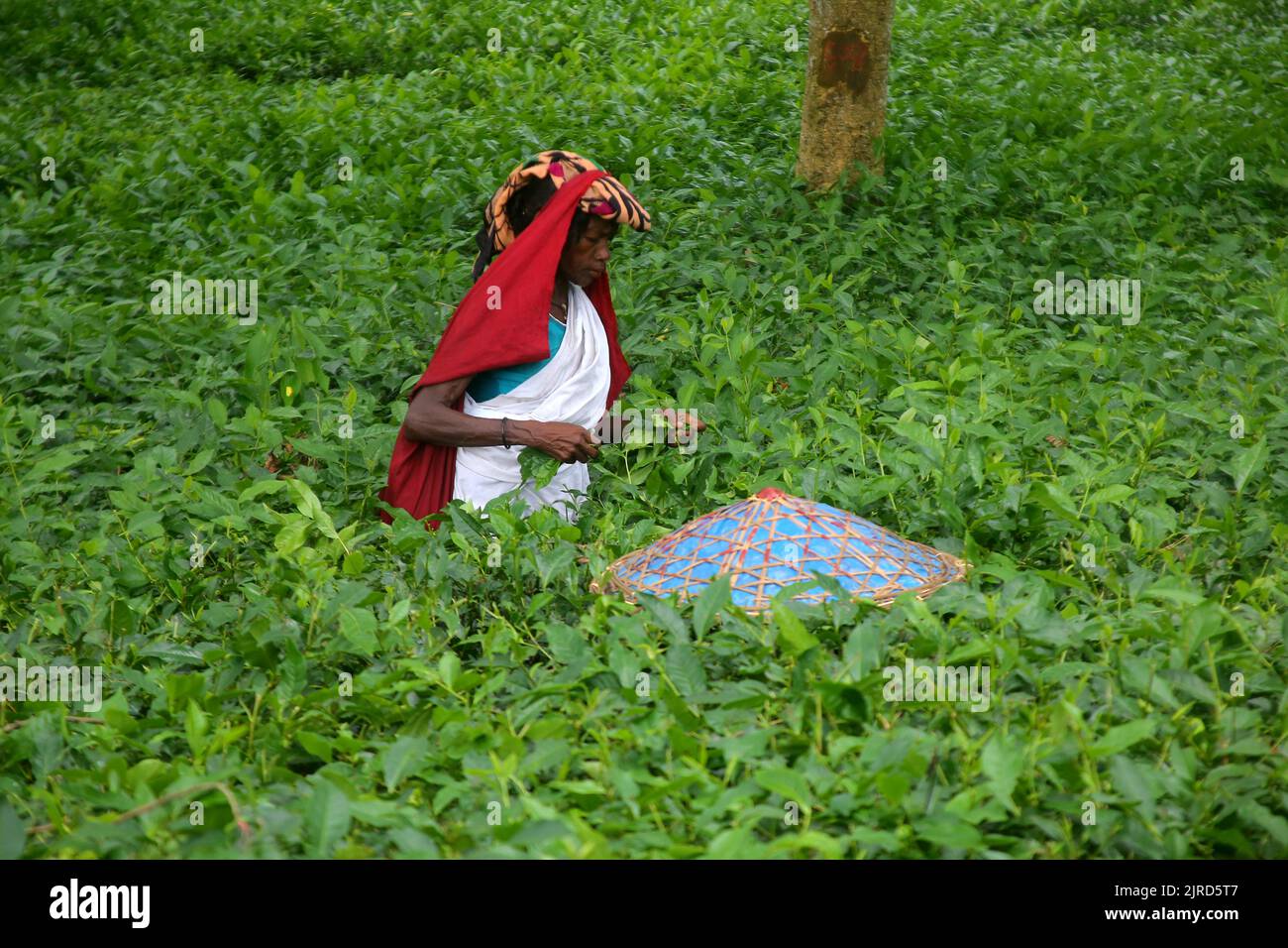 August 22, 2022, Sylhet, Bangladesh: Workers of tea, mostly women during tea leaf harvest at ...