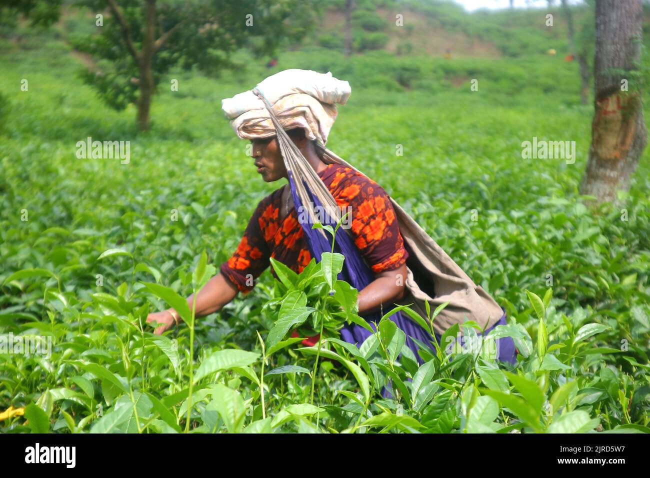 August 22, 2022, Sylhet, Bangladesh: Workers of tea, mostly women during tea leaf harvest at ...