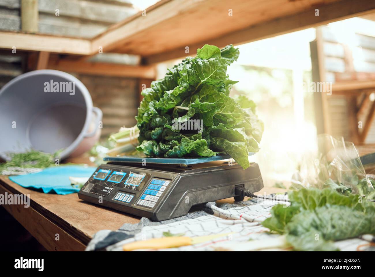 Grocery, agriculture and closeup of farmer scale to weigh vegetables ...